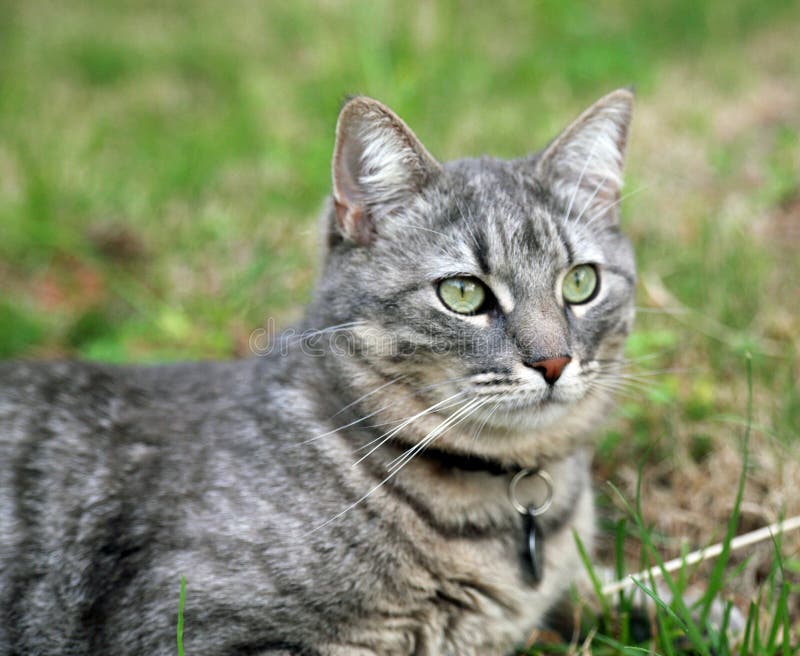 Gatto Grigio Che Riposa Nel Prato Inglese Immagine Stock - Immagine di ...
