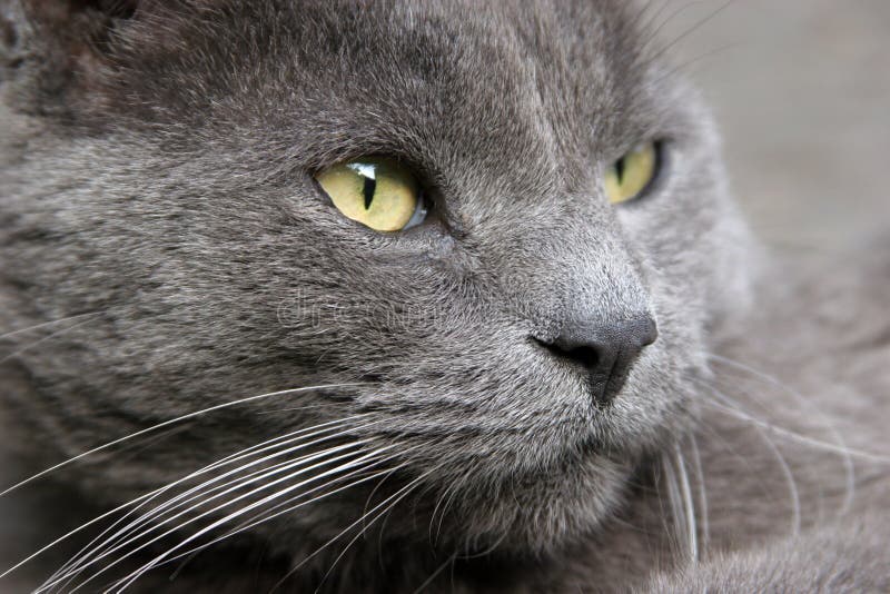 Gatto Grigio Che Sembra Serio - Ritratto Immagine Stock - Immagine di ...