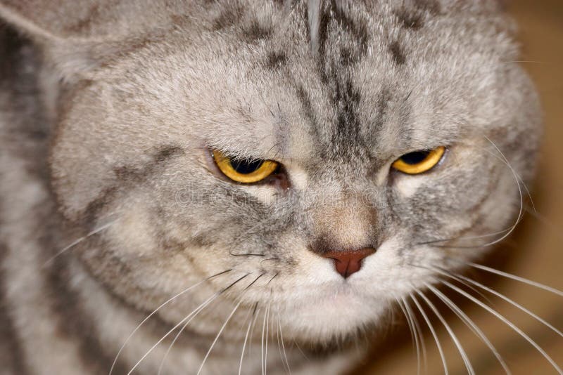 Gatto Grigio Con Gli Occhi Gialli Fotografia Stock - Immagine di ...