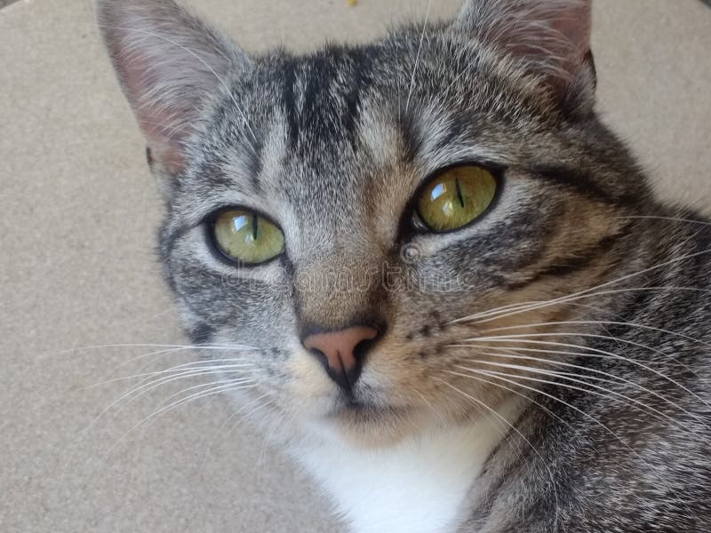 Gatto Grigio E Bellissimo Con Occhi Gialli Fotografia Stock - Immagine ...