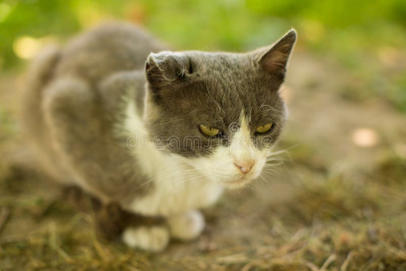 Gatto grigio selvaggio immagine stock. Immagine di verde - 96155071