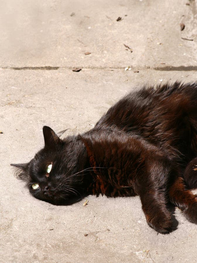 Gatto nero arrabbiato immagine stock. Immagine di animale - 13955309