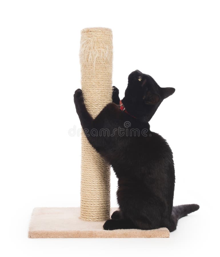 Gatto Nero Con Una Posta Di Scratch Immagine Stock - Immagine di ...