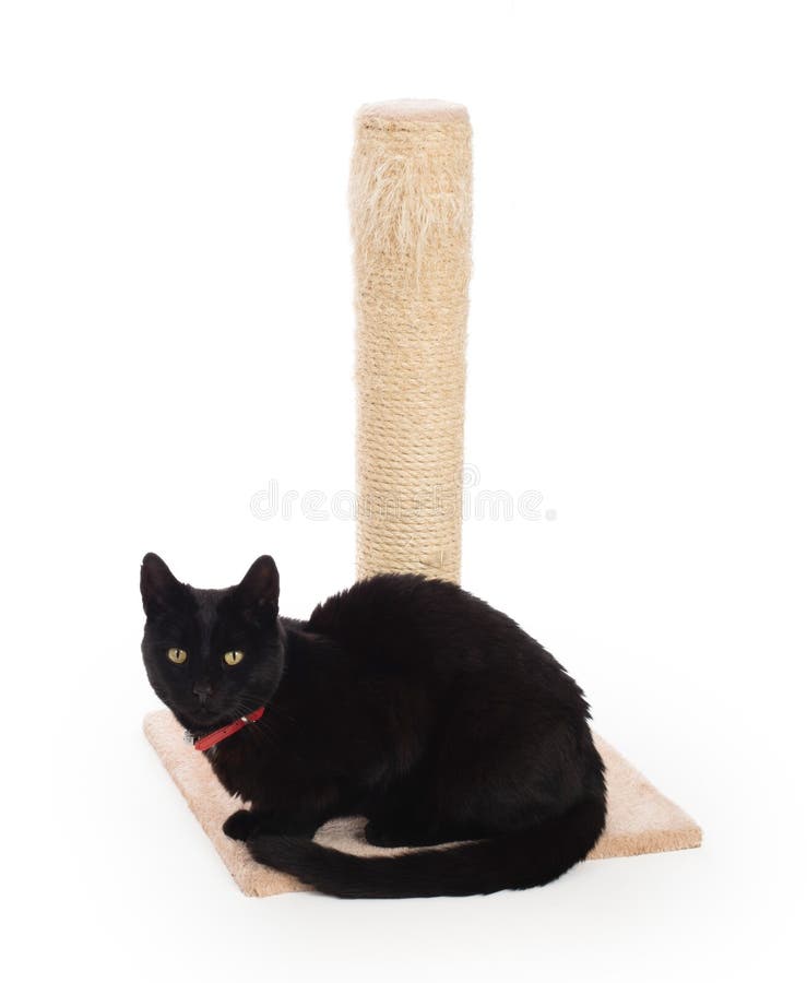 Gatto Nero Con Una Posta Di Scratch Fotografia Stock - Immagine di ...