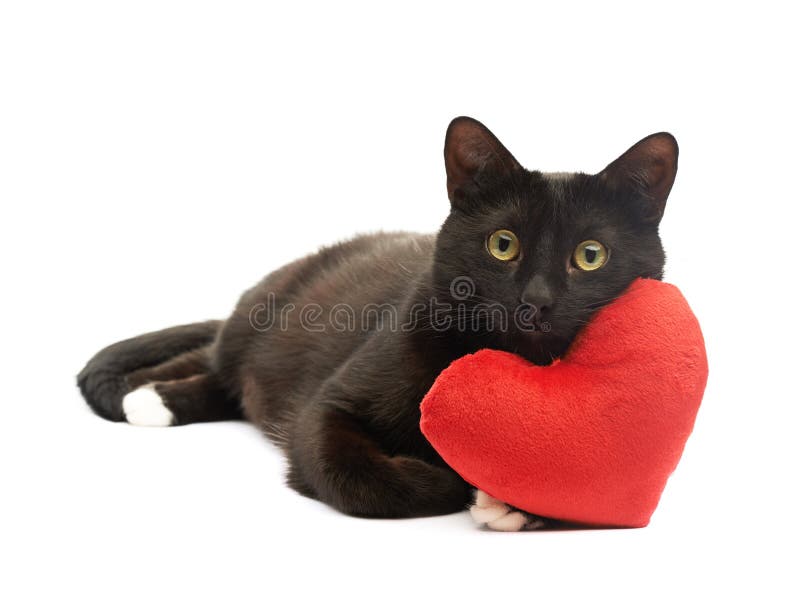 Gatto nero e cuore rosso immagine stock. Immagine di nero - 51922725