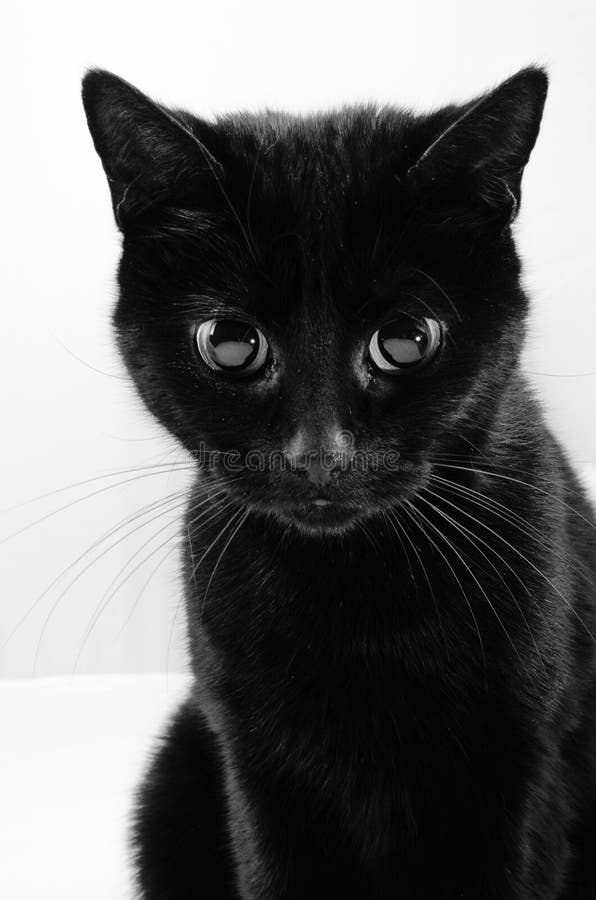 Gatto Nero Sveglio Con I Grandi Occhi Immagine Stock Gatto Nero Sveglio Con I Grandi Occhi Immagine Stock