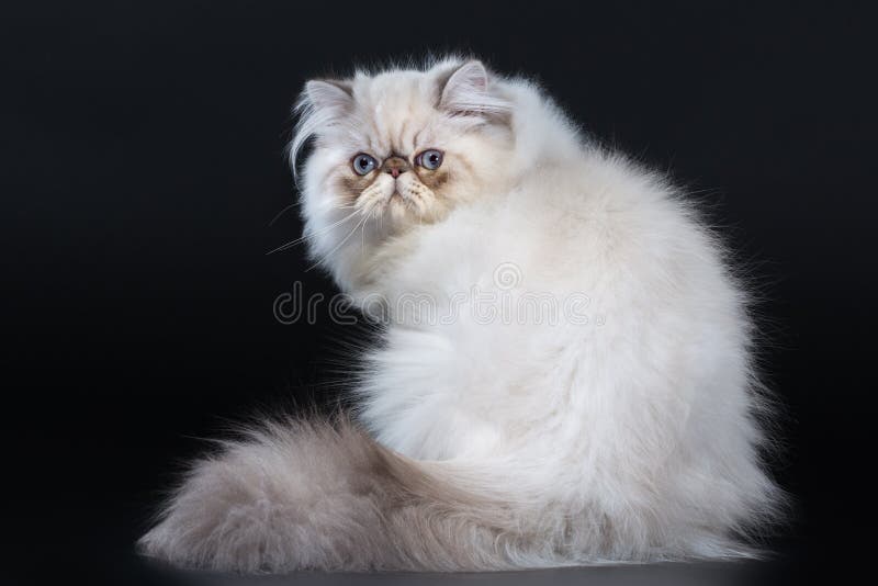 Gatto Persiano Esotico Con I Grandi Bei Occhi Su Fondo Nero Immagine ...