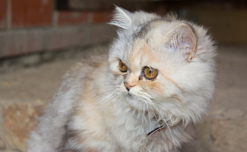 Gatto Persiano, Una Razza Dei Gatti Persiani, Fotografia Stock ...