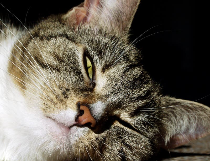 Gatto pigro fotografia stock. Immagine di orecchi, peloso - 943256