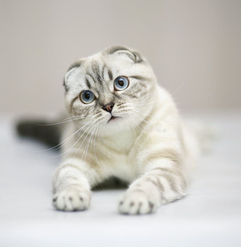 Gatto. Popolare Dai Capelli Lunghi Dello Scottish. Immagine Stock ...