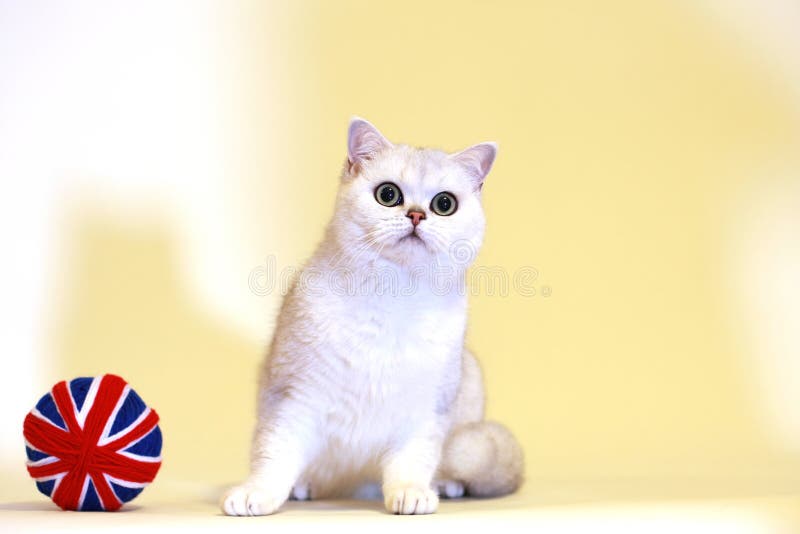 Gatto British Shorthair Silver Shaded Fotografia Stock - Immagine di ...