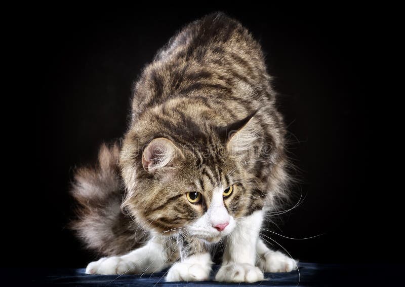 Gatto Razza - Maine Coon immagine stock. Immagine di animali - 42857219