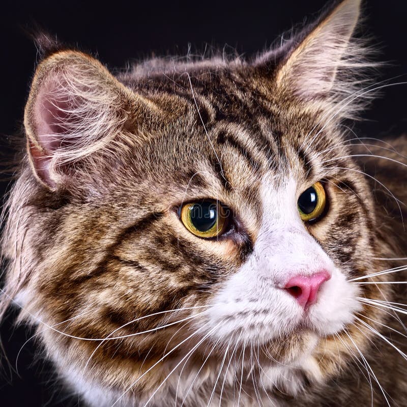 Gatto Razza - Maine Coon immagine stock. Immagine di animali - 43049015