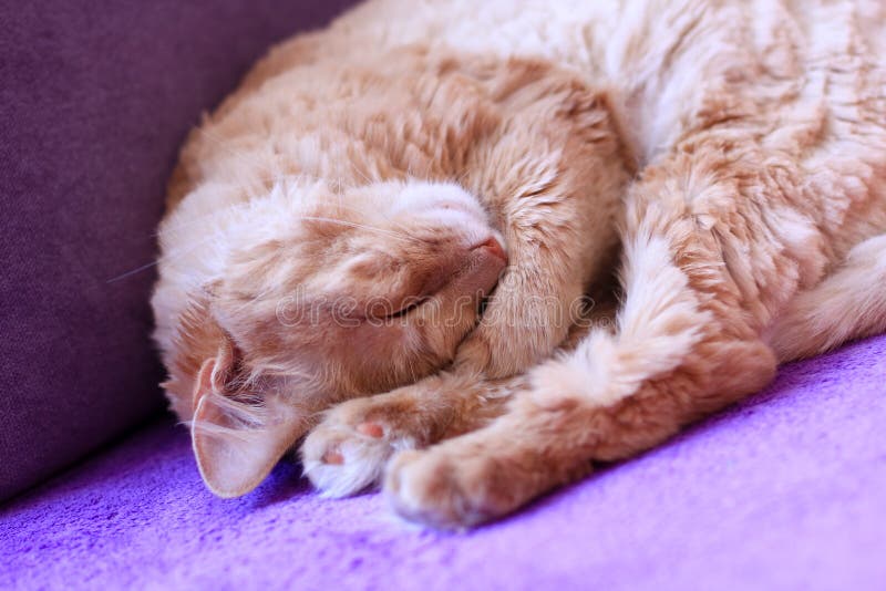 Gatto rosa addormentato fotografia stock. Immagine di gattino - 50176040