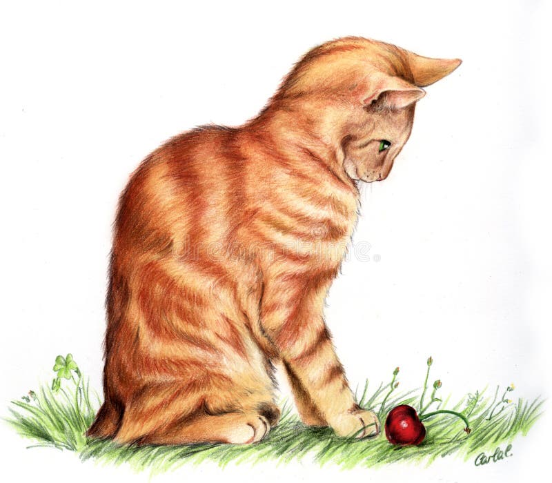 Gatto rosso illustrazione di stock. Illustrazione di realistico - 1198046