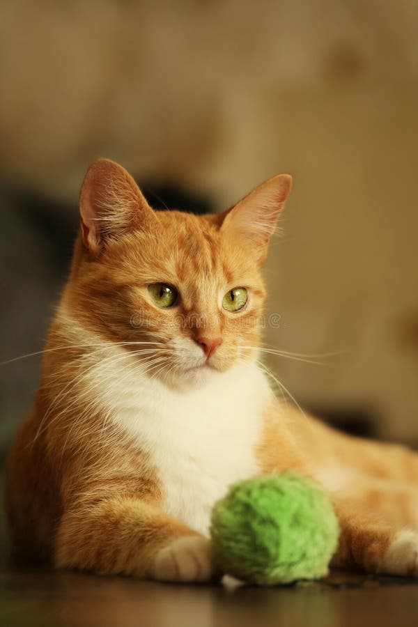 Gatto rosso immagine stock. Immagine di immagine, pennuto - 17666997