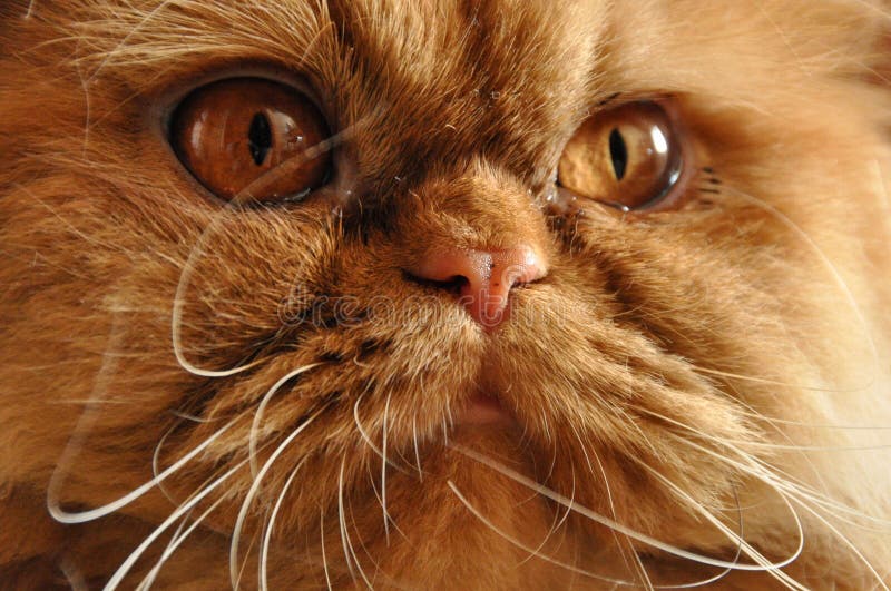 Gatto rosso fotografia stock. Immagine di museruola, testa - 23656590