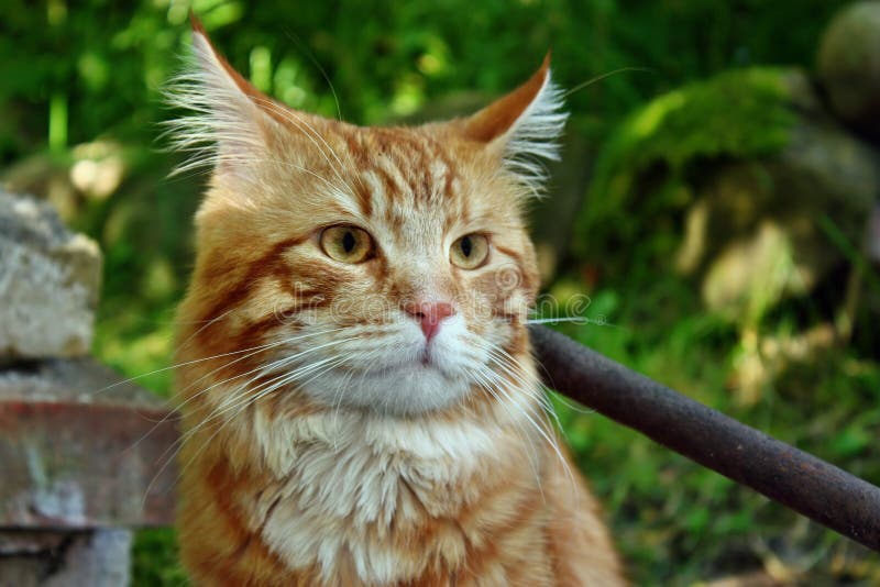 Gatto rosso immagine stock. Immagine di bellezza, proposta - 45490629