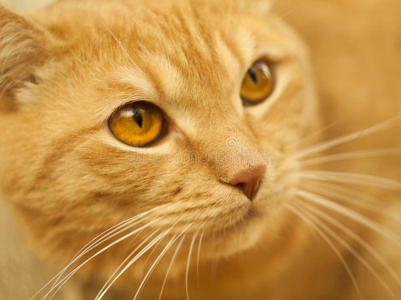 Gatto rosso immagine stock. Immagine di baffi, gatto - 64476639