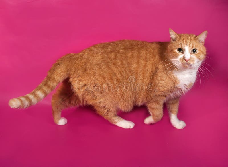 Gatto Rosso E Bianco Spesso Che Va Sul Rosa Fotografia Stock - Immagine ...