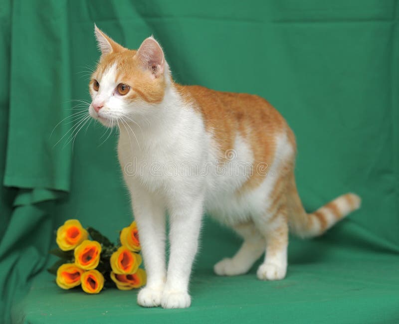 Gatto Rosso E Bianco Su Un Fondo Verde Fotografia Stock - Immagine di mammifero, fotocamera ...