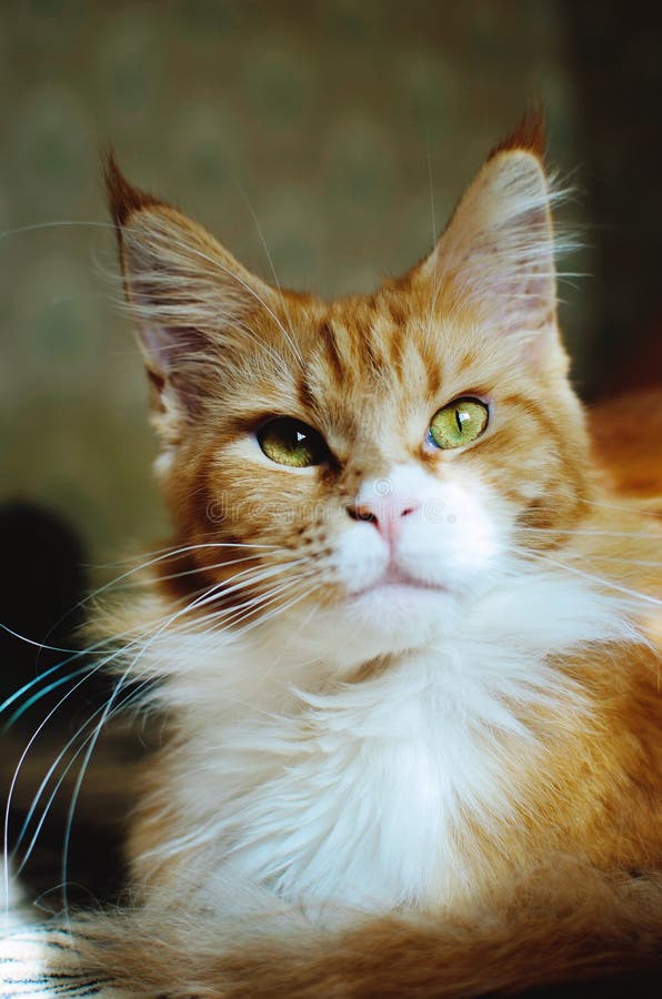 Gatto Di Coon Rosso Della Maine Fotografia Stock - Immagine di occhio ...