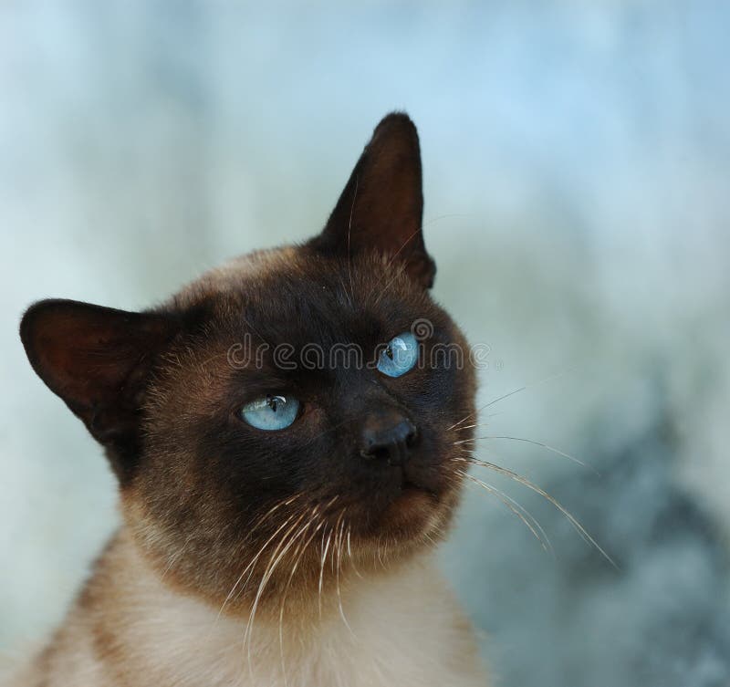 Gatto siamese immagine stock. Immagine di allevato, siamese - 1440597