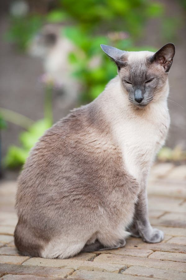 Gatto siamese immagine stock. Immagine di siamese, sunlight - 14528537