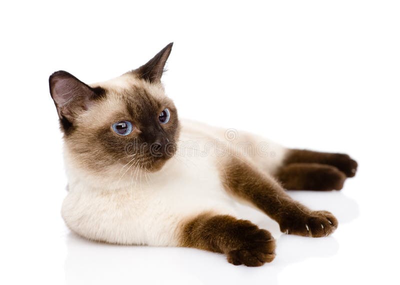 Gatto Siamese Su Fondo Bianco Immagine Stock - Immagine di sfondo, cura ...