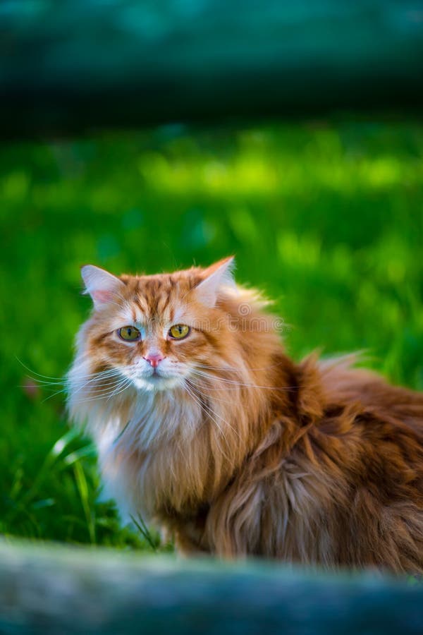 Gatto Siberiano Rosso Sui Gras Verdi Immagine Stock - Immagine di ...