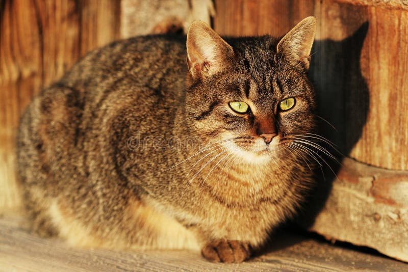 Gatto Striato Con Gli Occhi Verdi Immagine Stock - Immagine di occhi ...
