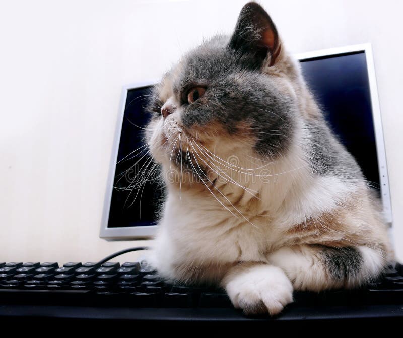 Gatto e computer fotografia stock. Immagine di fauna - 36960208