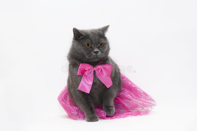 Gatto in un vestito rosa immagine stock. Immagine di lanuginoso - 28378527