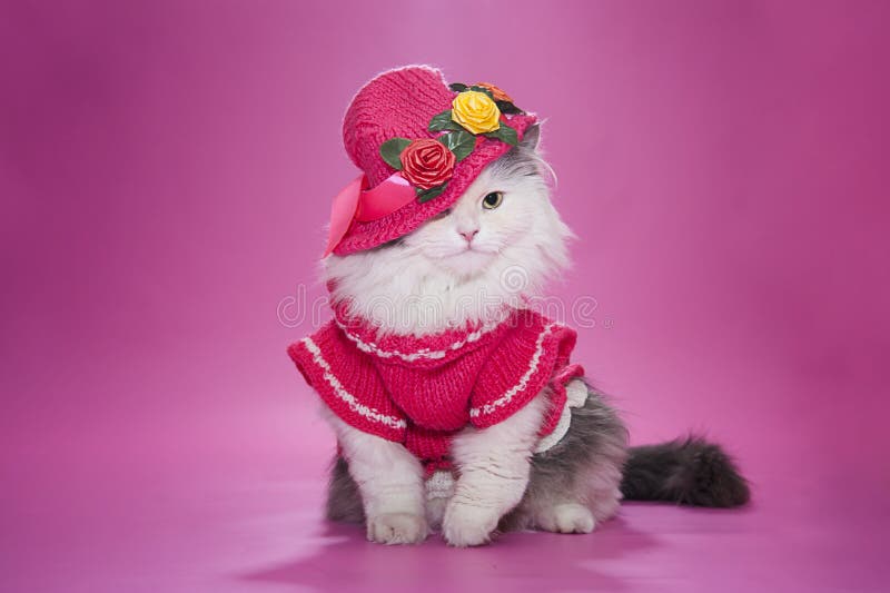 Gatto in un vestito rosa immagine stock. Immagine di amore - 29197495