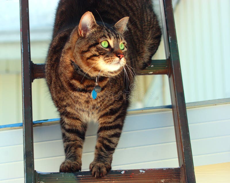 Gatto su una scala fotografia stock. Immagine di espressione - 2518758