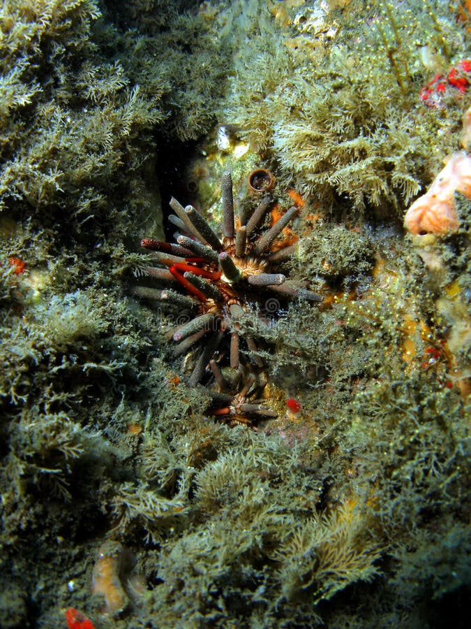 Gatubarn arkivfoto. Bild av snara, bricked, tropiskt - 14208124