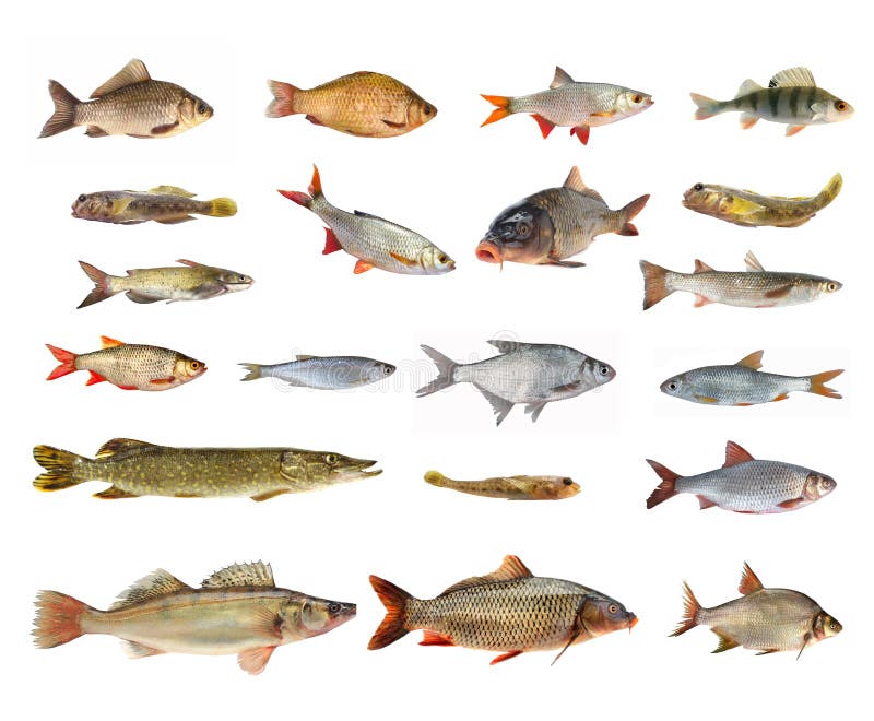 Gatunek ryby rzecznej zdjęcie stock. Obraz złożonej z natura - 47734946