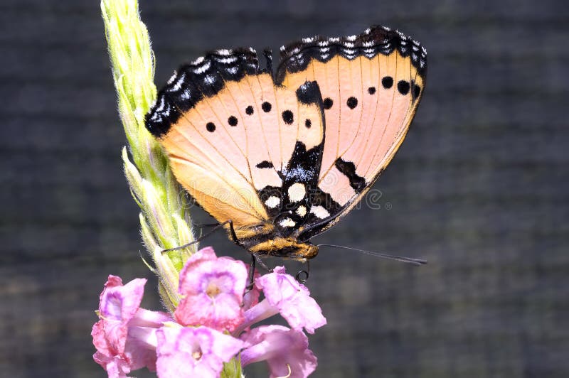 Gaudy Commodore stock photo. Image of freedom, precis - 13464554