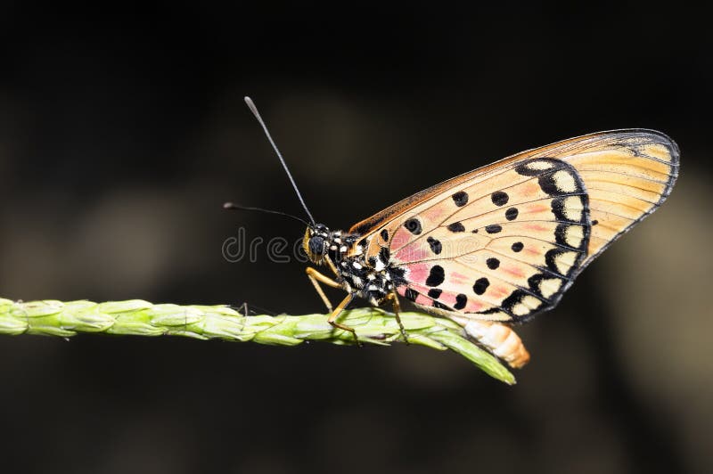 Gaudy Commodore stock photo. Image of octavia, tropical - 13464584