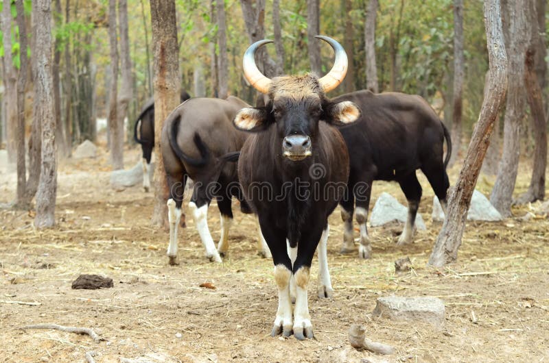 Gaue stock photo. Image of herbivorous, relaxed, gaur - 24196438