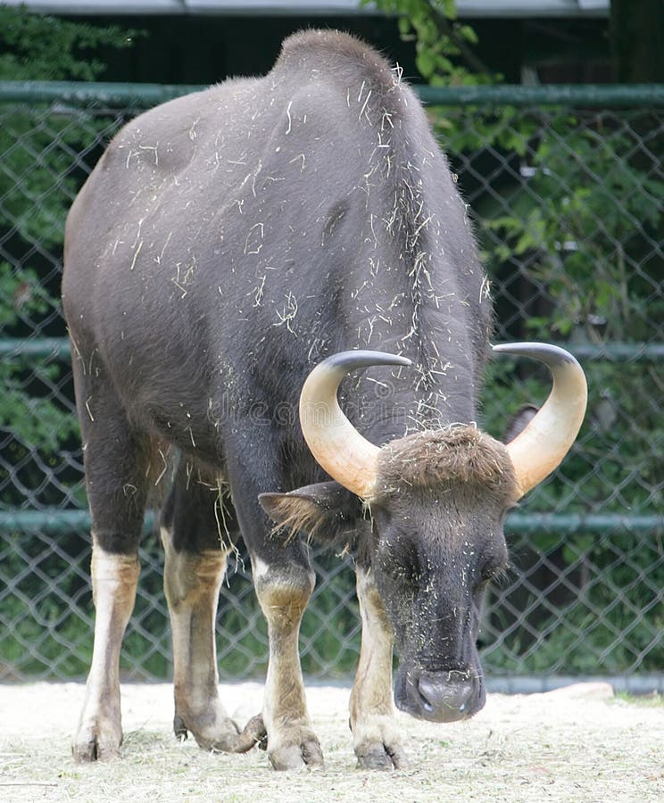 Gaur stock photo. Image of indian, bison, hair, india - 1180016