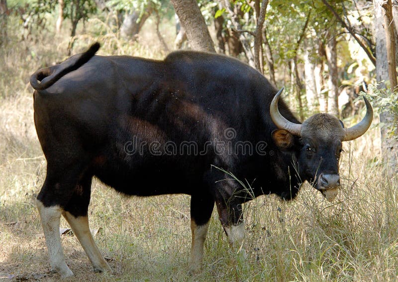 Gaur stock photo. Image of indian, bison, hair, india - 1180016