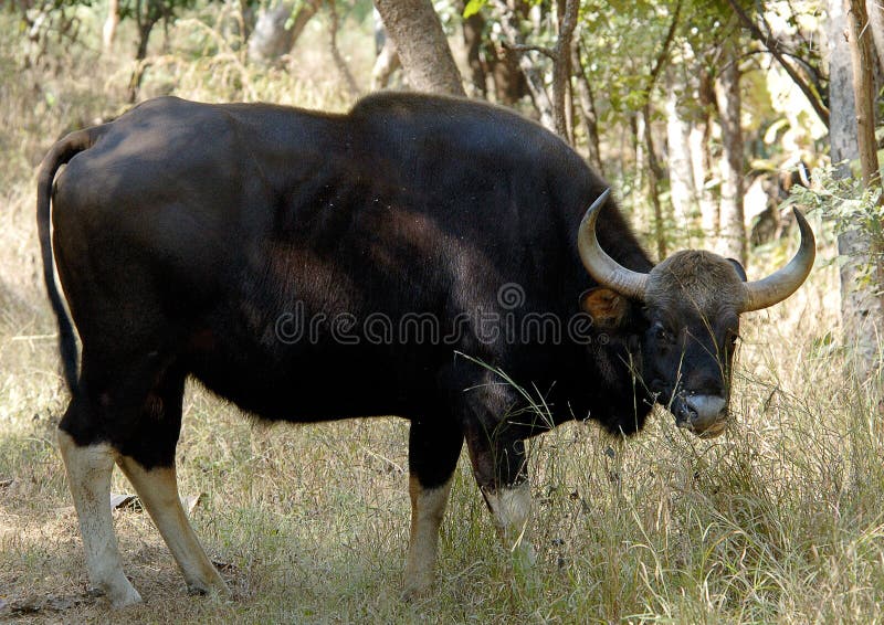 Gaur stock image. Image of hair, snout, hump, india, white - 1179997
