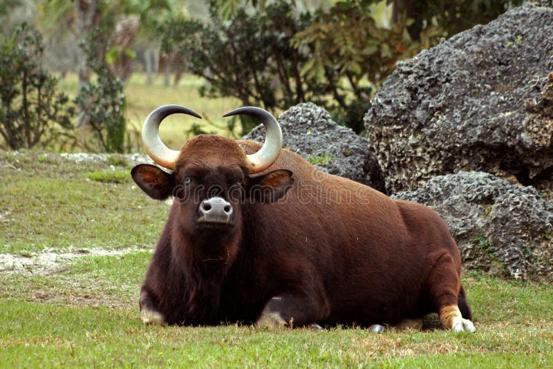 Gaur stock photo. Image of horns, asian, curve, adult - 12328718