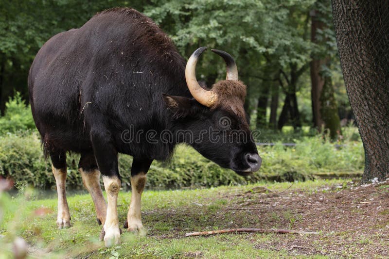 Gaur stock image. Image of bovine, indian, animal, wildlife - 20621387