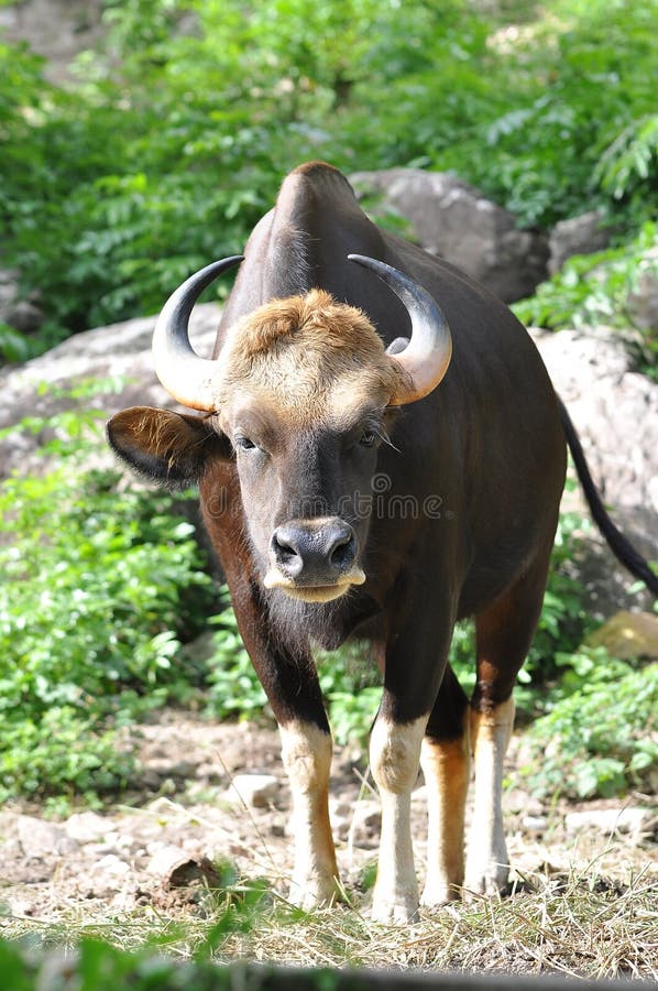 Gaur stock photo. Image of gaur, indian, bovine, animal - 21231364
