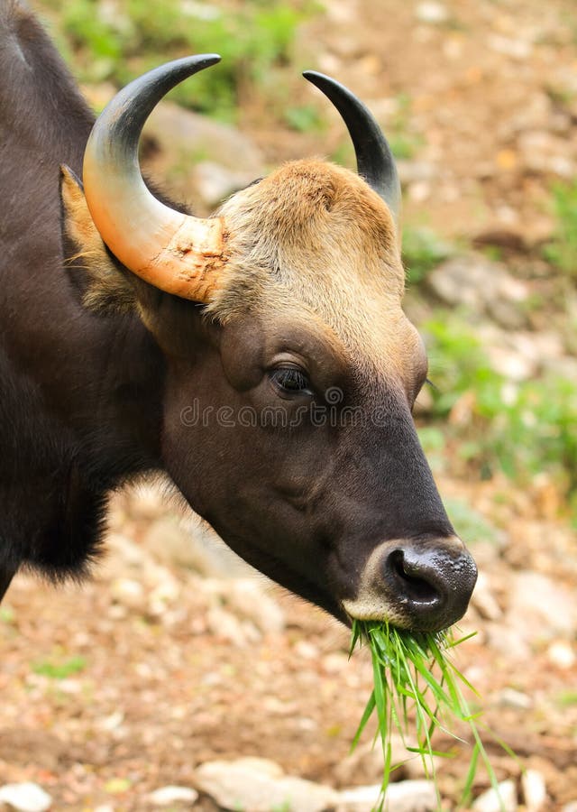 Red oxen. stock photo. Image of agriculture, oxen, bull - 28290198