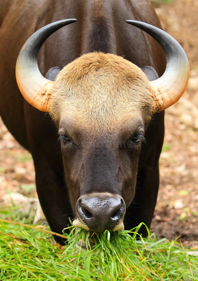 Gaur. stock photo. Image of cattle, grass, oxen, wildlife - 28290020