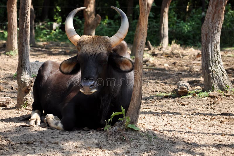 Gaur stock image. Image of enormous, outdoor, alone, buffalo - 28663023