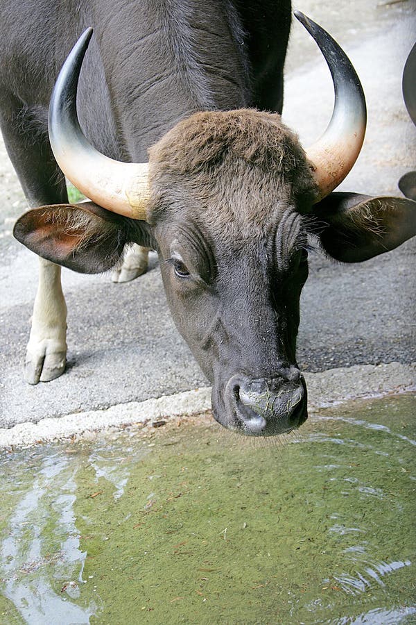 Gaur stock photo. Image of indian, bison, hair, india - 1180016